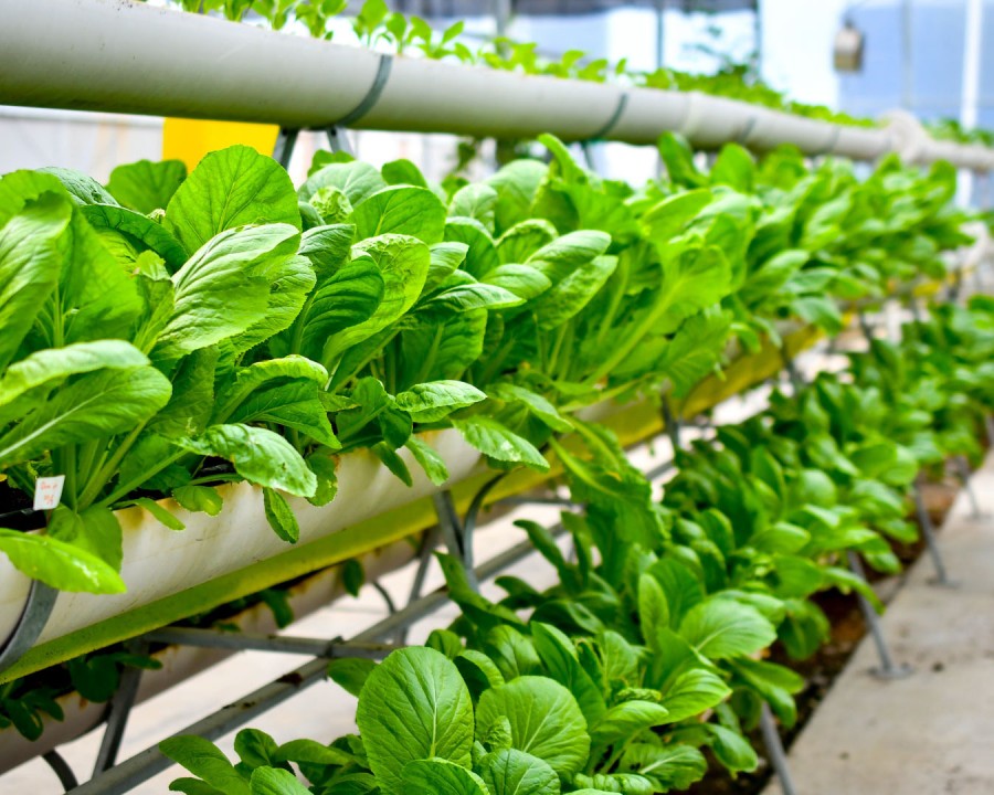 Introduction to Vertical Farming Introduction to Vertical Farming
