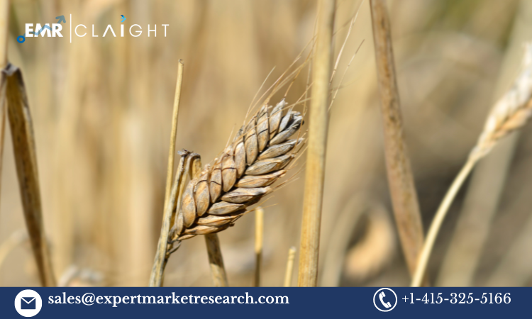 Durum Wheat Price Forecast Report Durum Wheat Price Forecast Report