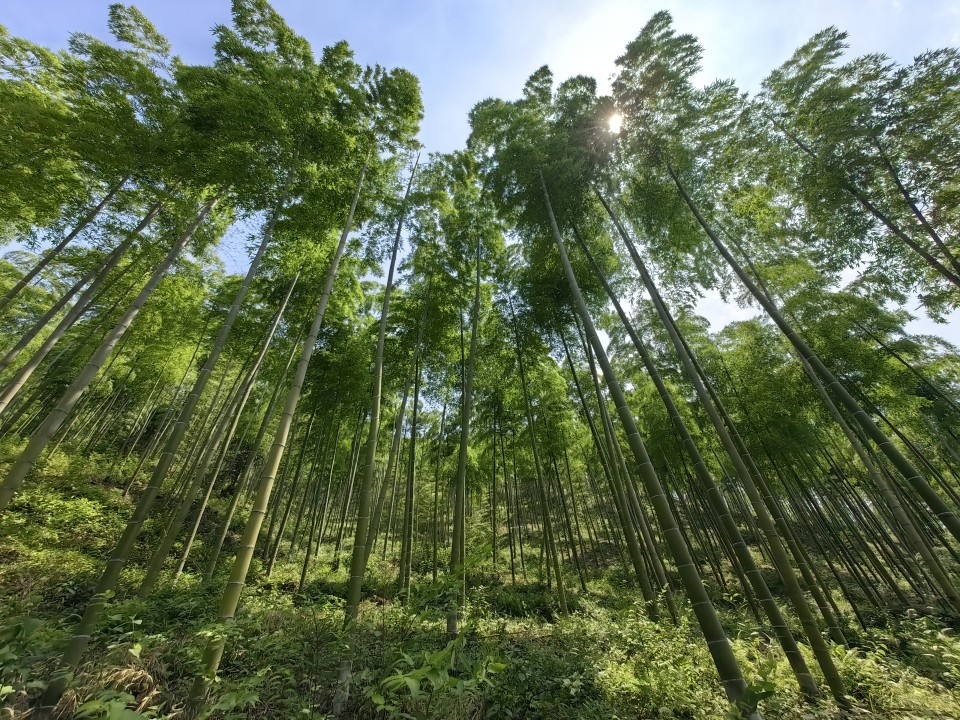 Unlocking the Potential of Bamboo: Versatile, Sustainable, Beautiful Unlocking the Potential of Bamboo: Versatile, Sustainable, Beautiful