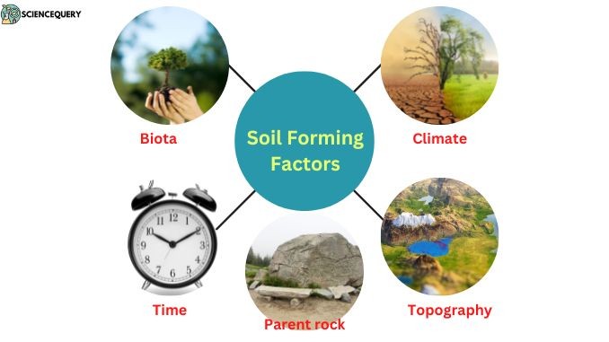 Soil formation - Factors affecting soil formation Soil formation - Factors affecting soil formation