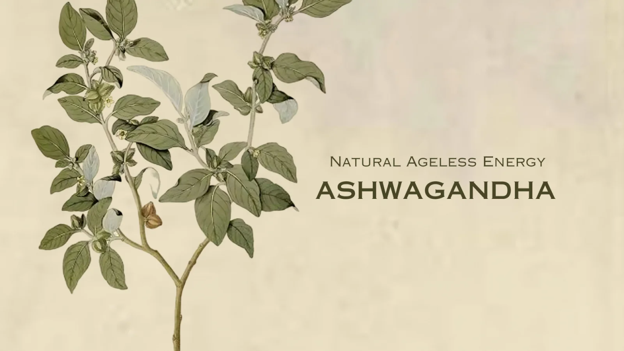 Ashwagandha, And The Science behind Ageing Gracefully! Ashwagandha, And The Science behind Ageing Gracefully!