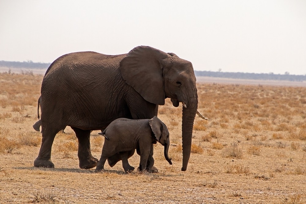 Implementing Sharding in PostgreSQL with PL/Proxy Implementing Sharding in PostgreSQL with PL/Proxy
