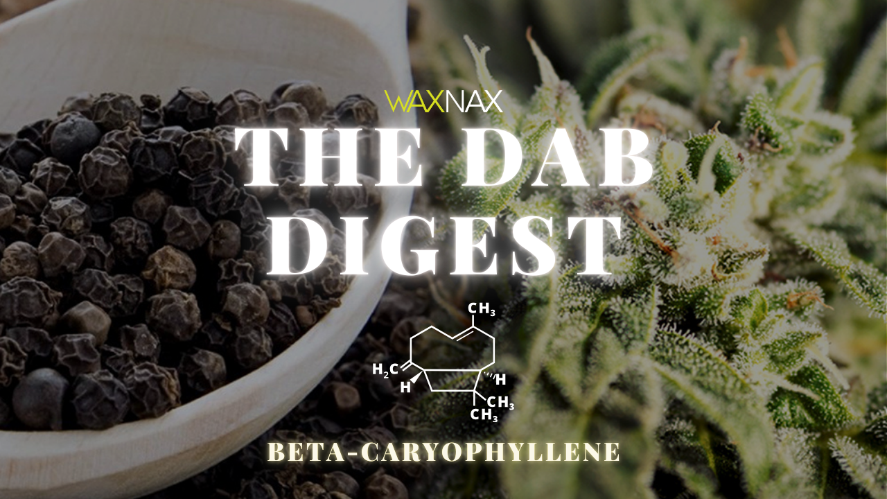 Beta-Caryophyllene: Unlocking the Therapeutic Values of Terpenes Beta-Caryophyllene: Unlocking the Therapeutic Values of Terpenes