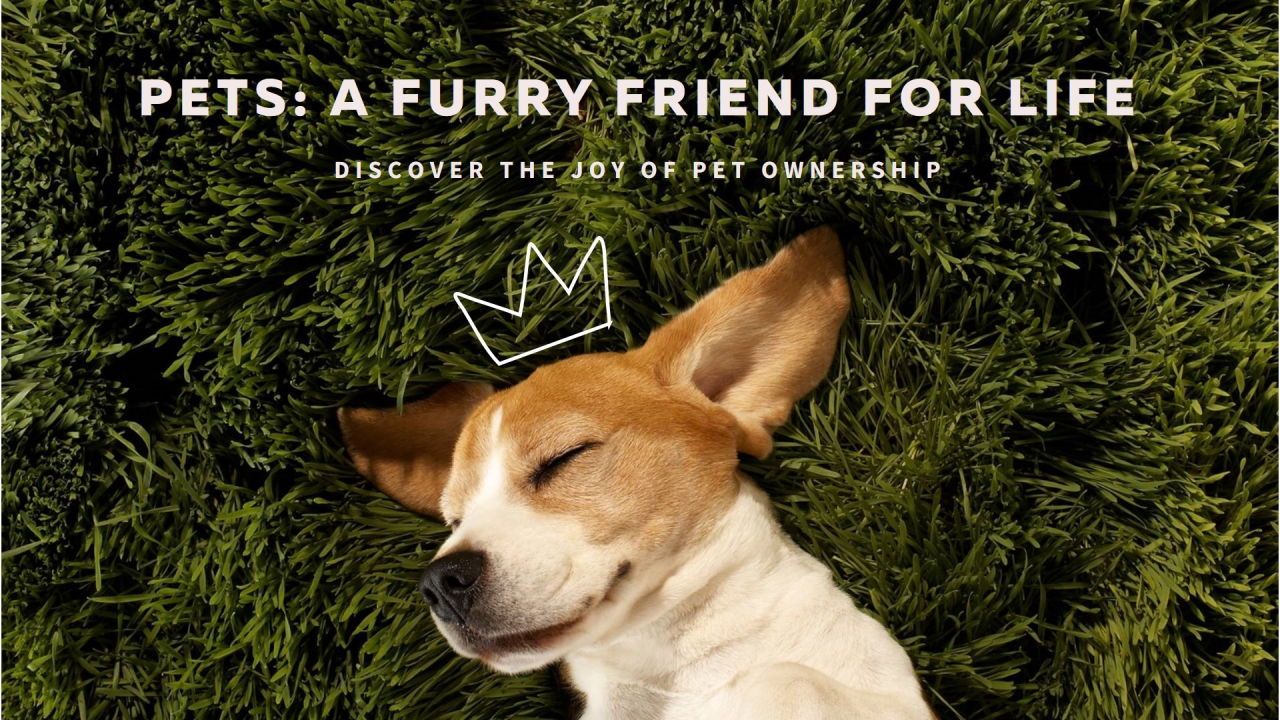 Pets: Why Should You have one? Pets: Why Should You have one?