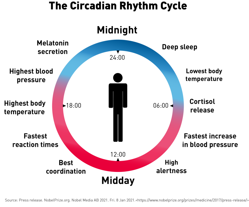 The Impact of Circadian Rhythm on Males and Females The Impact of Circadian Rhythm on Males and Females