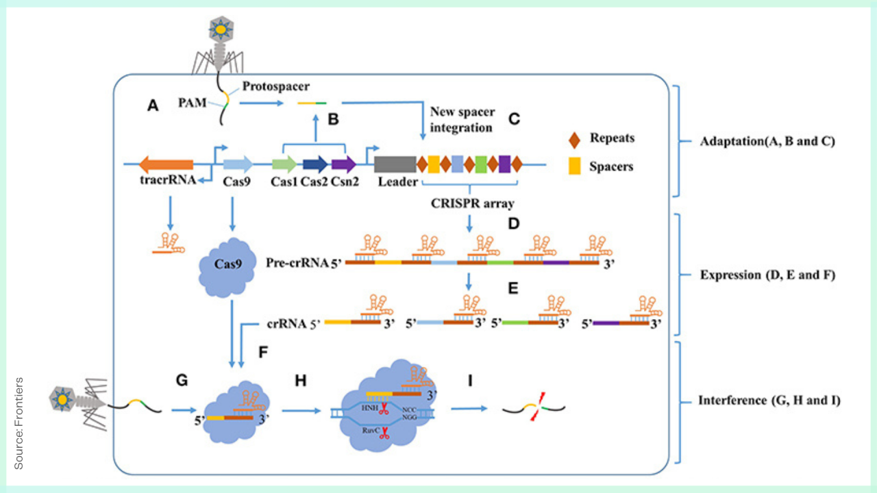 Innovative Approaches in Cell-Based Assay Development: CRISPR-Cas9 ... Innovative Approaches in Cell-Based Assay Development: CRISPR-Cas9 ...