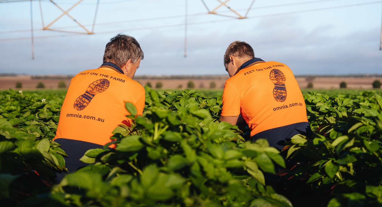 Enhancing Potato Cultivation Through Innovative Biostimulants and ... Enhancing Potato Cultivation Through Innovative Biostimulants and ...