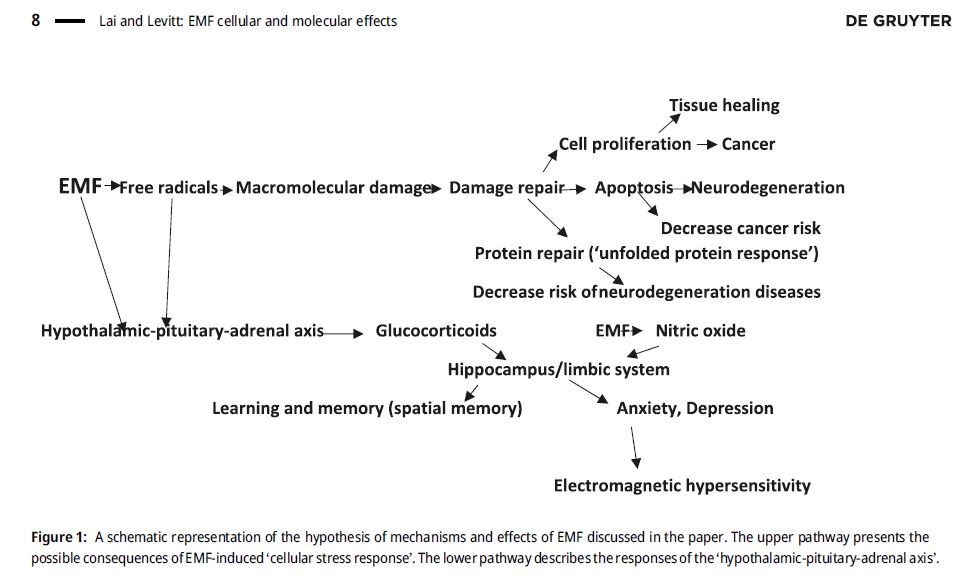 Cellular and molecular effects of non-ionizing electromagnetic fields Cellular and molecular effects of non-ionizing electromagnetic fields