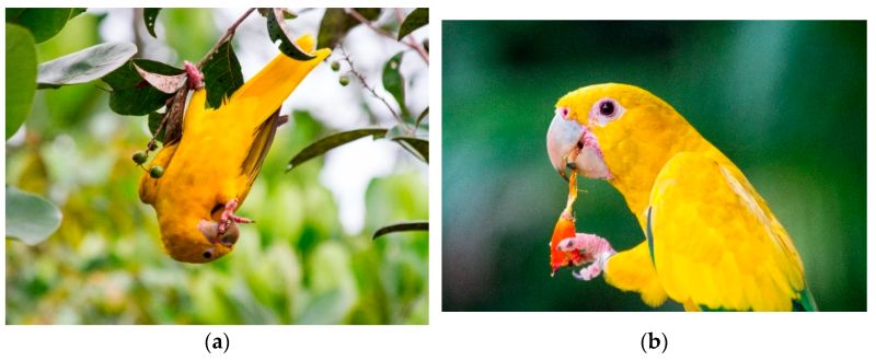 Diversity MDPI on LinkedIn: #article #amazon #conservation #ecology # ... Diversity MDPI on LinkedIn: #article #amazon #conservation #ecology # ...