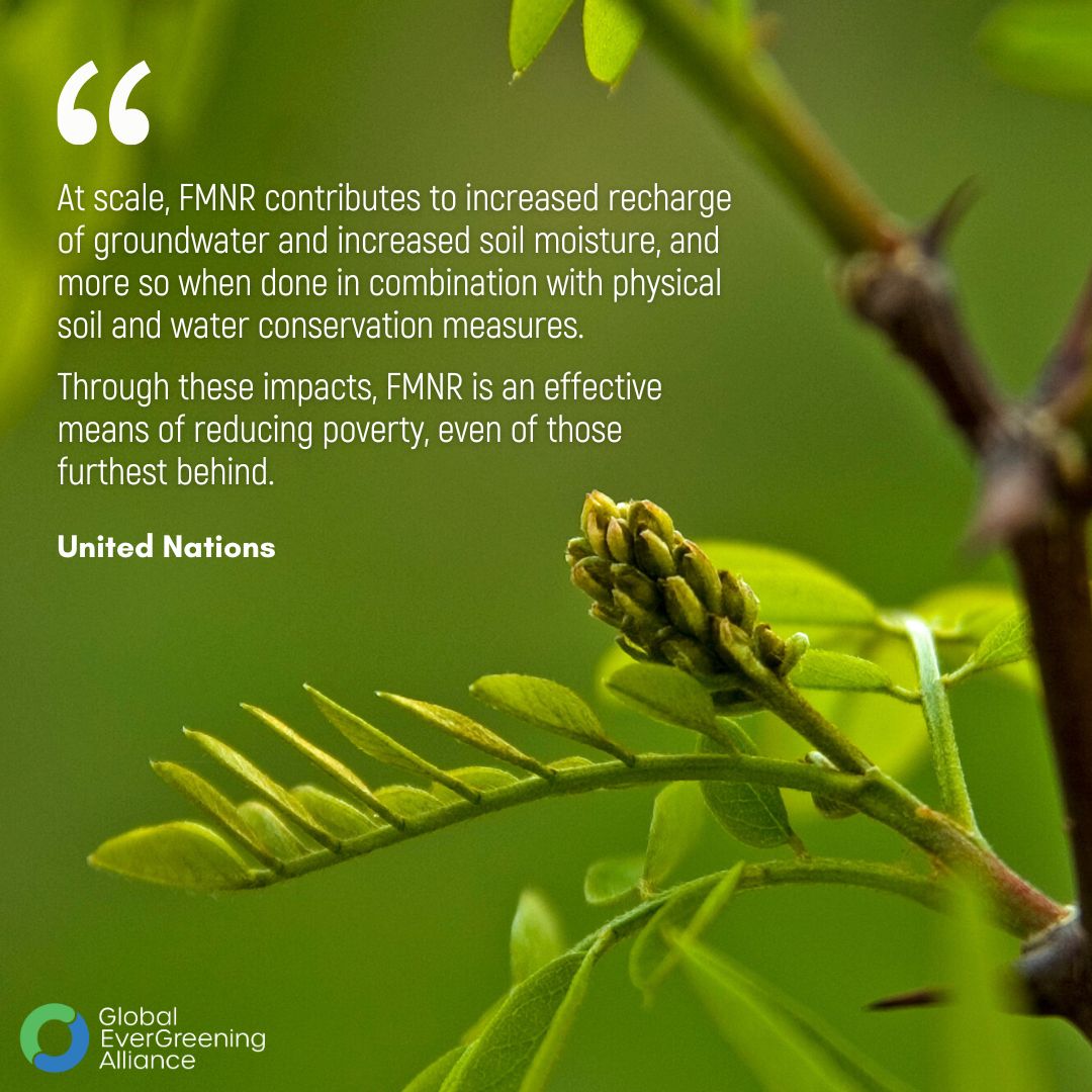 How FMNR helps farmers restore lands | Global EverGreening Alliance ... How FMNR helps farmers restore lands | Global EverGreening Alliance ...
