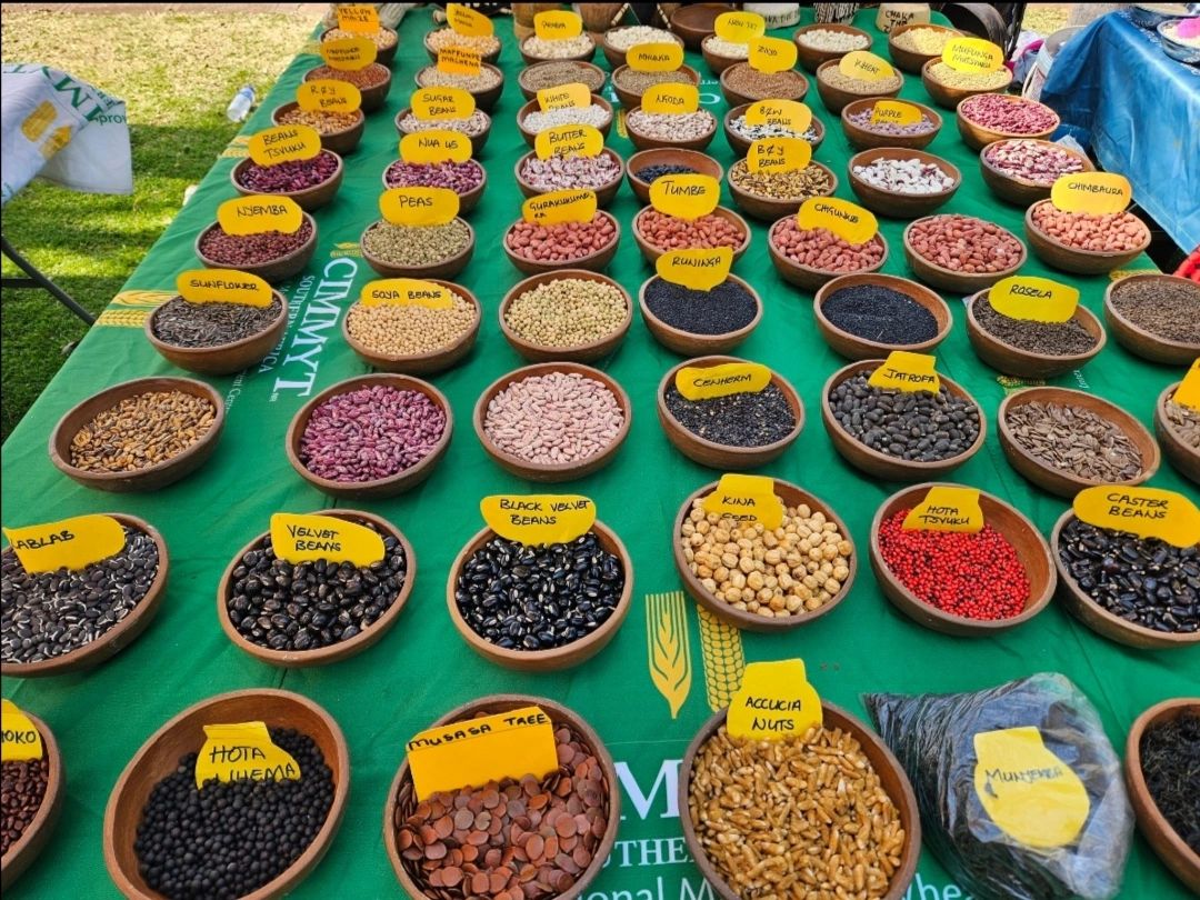 Bolyne Tafadzwa Chapeyama on LinkedIn: #agroecologyregionalconference # ... Bolyne Tafadzwa Chapeyama on LinkedIn: #agroecologyregionalconference # ...