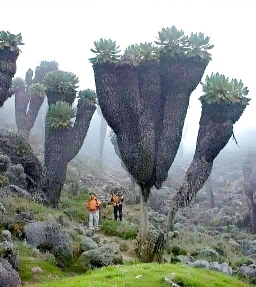 Dr. R. P. Saini (Ravi) on LinkedIn: Giant Groundsels, prehistoric ... Dr. R. P. Saini (Ravi) on LinkedIn: Giant Groundsels, prehistoric ...