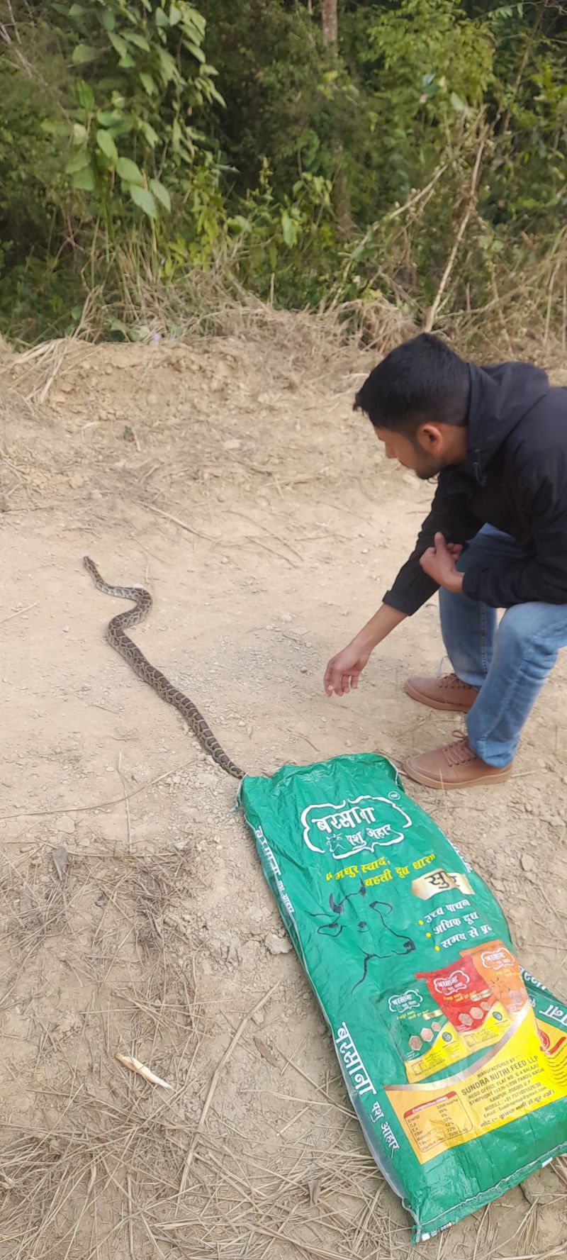 Bharat Hamal on LinkedIn: A baby python (Python molurus) resquid from ... Bharat Hamal on LinkedIn: A baby python (Python molurus) resquid from ...