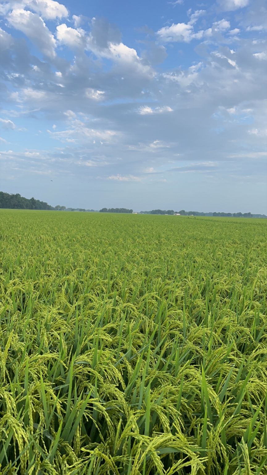 Johnathon Morris on LinkedIn: #arrice #riceproduction Johnathon Morris on LinkedIn: #arrice #riceproduction