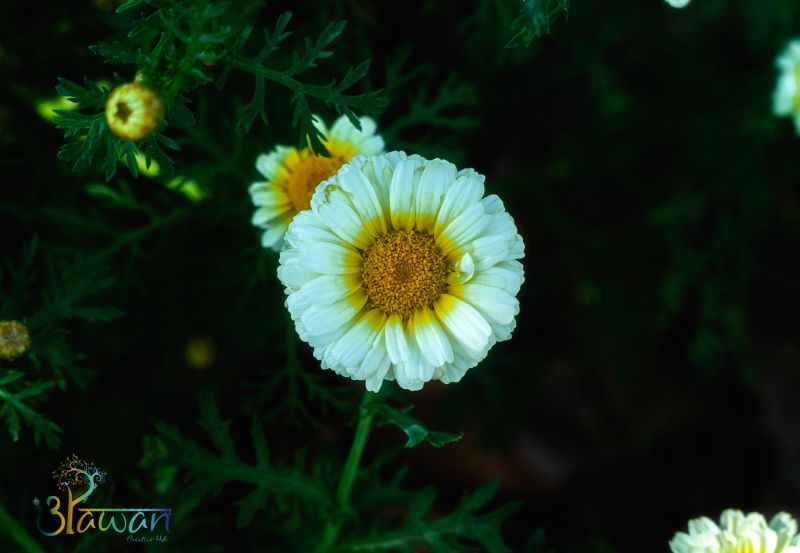 NIIT University on LinkedIn: #nature #campus #sustainability # ... NIIT University on LinkedIn: #nature #campus #sustainability # ...