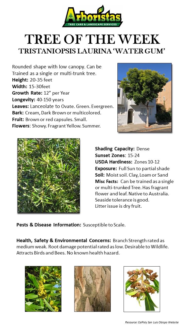 Arboristas Inc. on LinkedIn: #treeoftheweek #totw #trees #treesarecool ... Arboristas Inc. on LinkedIn: #treeoftheweek #totw #trees #treesarecool ...