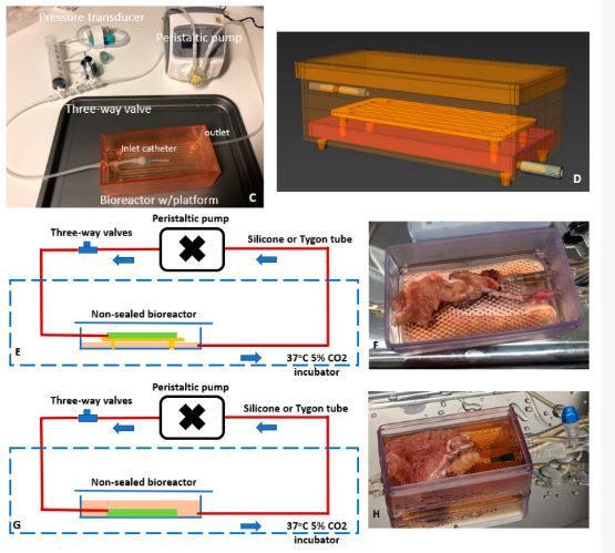 Integrated Prosthetics & Reconstruction on LinkedIn: #periosteum # ... Integrated Prosthetics & Reconstruction on LinkedIn: #periosteum # ...