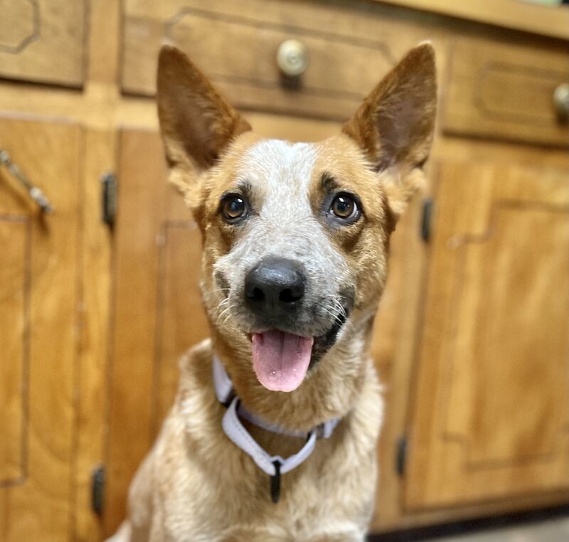 Danielle Rakestraw 🦊 on LinkedIn: Neeeeeew foster alert! Everyone ... Danielle Rakestraw 🦊 on LinkedIn: Neeeeeew foster alert! Everyone ...