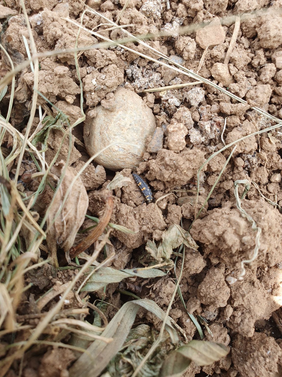 Argil Data Agency on LinkedIn: #earthday #soilhealth #ladybuglarva # ... Argil Data Agency on LinkedIn: #earthday #soilhealth #ladybuglarva # ...