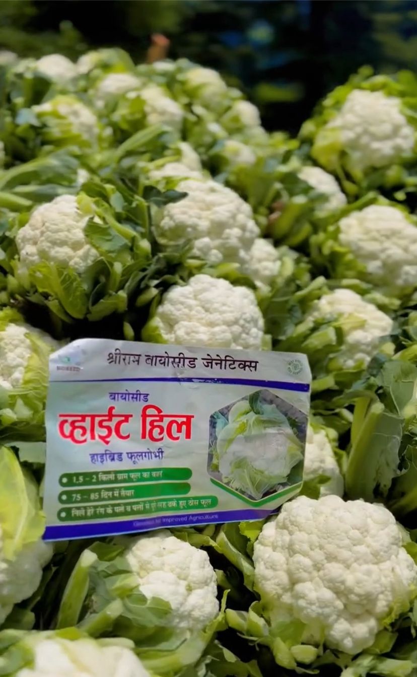 Vijay Thakur on LinkedIn: #bioseedveg Vijay Thakur on LinkedIn: #bioseedveg