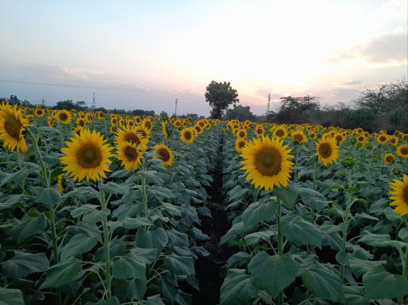 Pravin Borse on LinkedIn: #exportimport #oilseeds #animalfeed #sunfloweroil Pravin Borse on LinkedIn: #exportimport #oilseeds #animalfeed #sunfloweroil