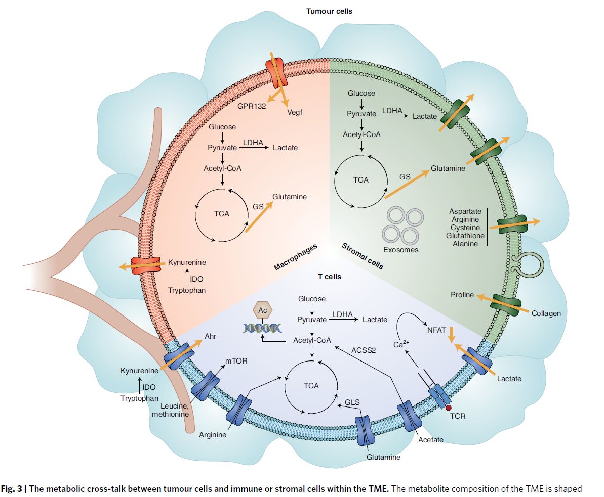 Meng Wu on LinkedIn: Metabolic rewiring of tumor cells... Meng Wu on LinkedIn: Metabolic rewiring of tumor cells...