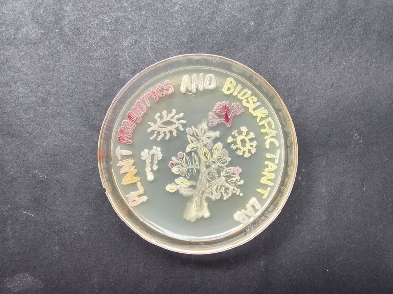 Hameeda Bee on LinkedIn: Petri Agar Art by our Lab students Hameeda Bee on LinkedIn: Petri Agar Art by our Lab students