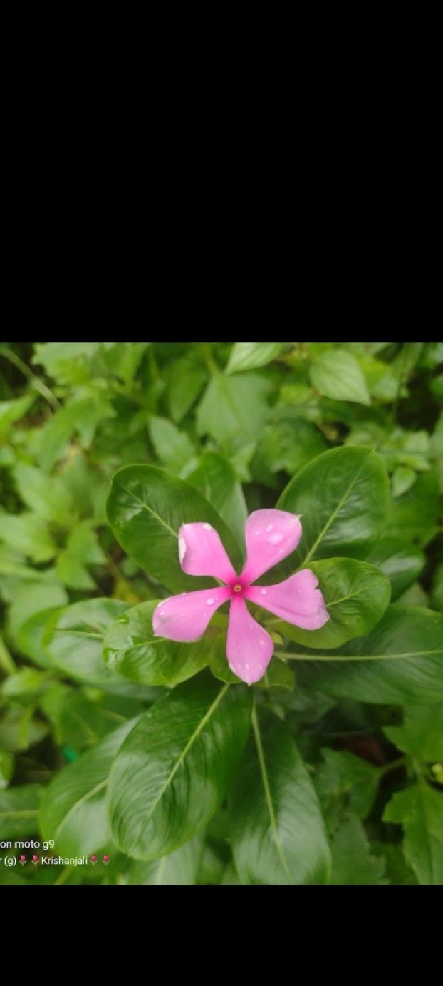 Anjali Singh on LinkedIn: #flowers #questions #garden Anjali Singh on LinkedIn: #flowers #questions #garden