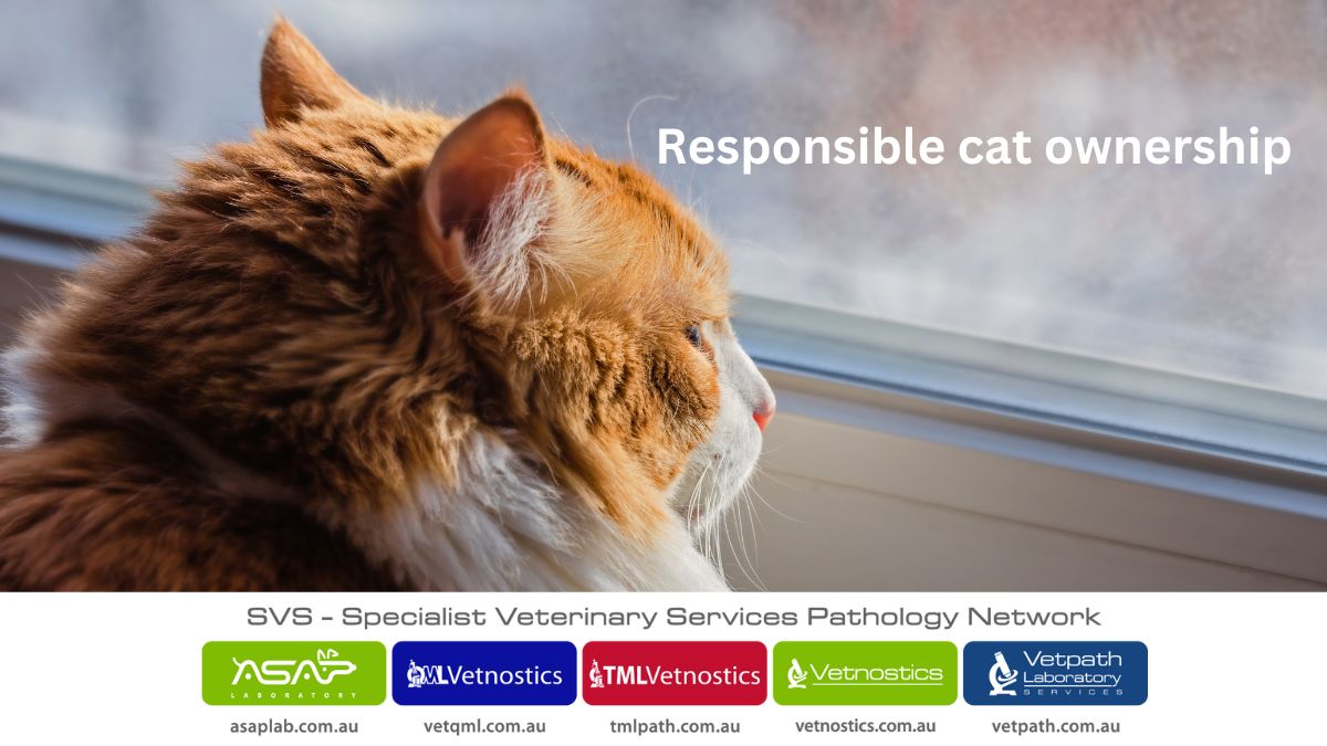 QML Vetnostics on LinkedIn: Want to educate cat owners about the ... QML Vetnostics on LinkedIn: Want to educate cat owners about the ...