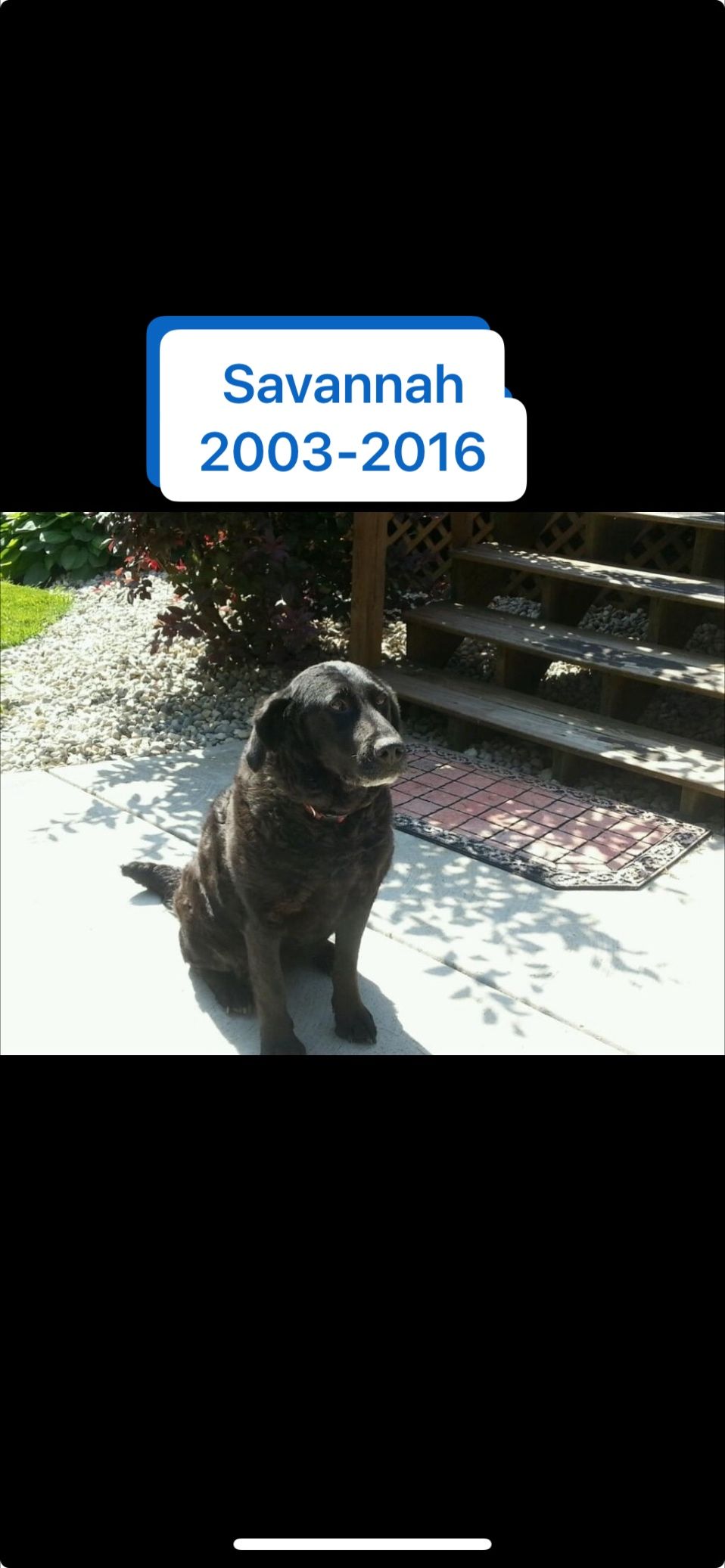 Dean Harder on LinkedIn: She died 8 years ago today… She was loyal. She ... Dean Harder on LinkedIn: She died 8 years ago today… She was loyal. She ...