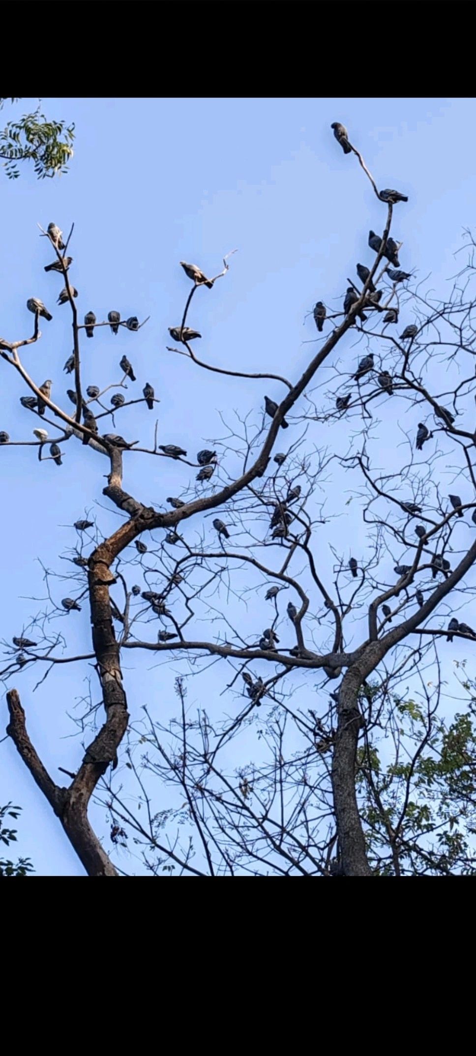 Manish Kumar Jha on LinkedIn: #pigeons Manish Kumar Jha on LinkedIn: #pigeons