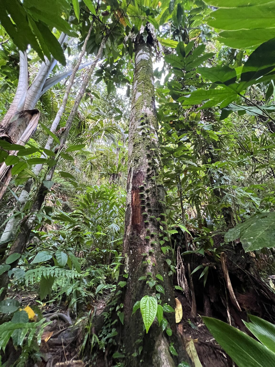 Plan Vivo Foundation on LinkedIn: Conserving forests: 'High integrity ... Plan Vivo Foundation on LinkedIn: Conserving forests: 'High integrity ...