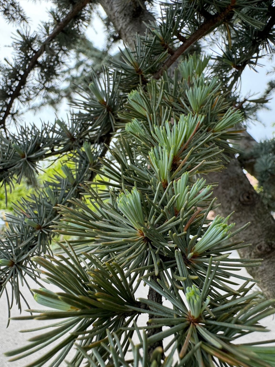 Paige Tisdale Industry IIDA on LinkedIn: #landscape #color #spring #growth Paige Tisdale Industry IIDA on LinkedIn: #landscape #color #spring #growth