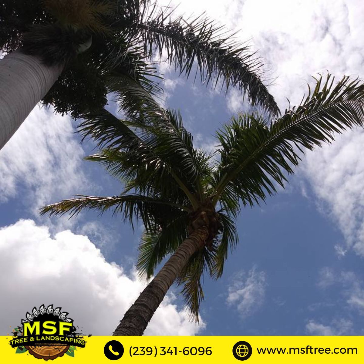MSF Tree and Landscaping on LinkedIn: Failure to conduct appropriate ... MSF Tree and Landscaping on LinkedIn: Failure to conduct appropriate ...