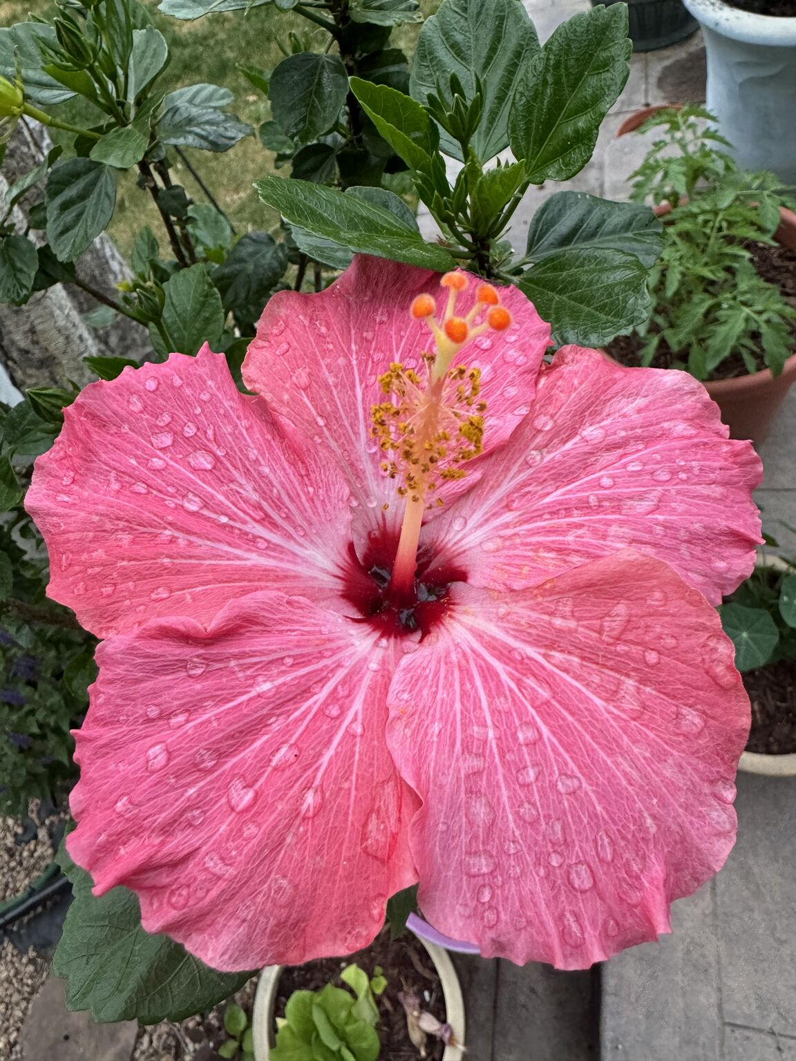 Hibiscus flower and DBSnapper: elegant and elegant | DBSnapper posted ... Hibiscus flower and DBSnapper: elegant and elegant | DBSnapper posted ...