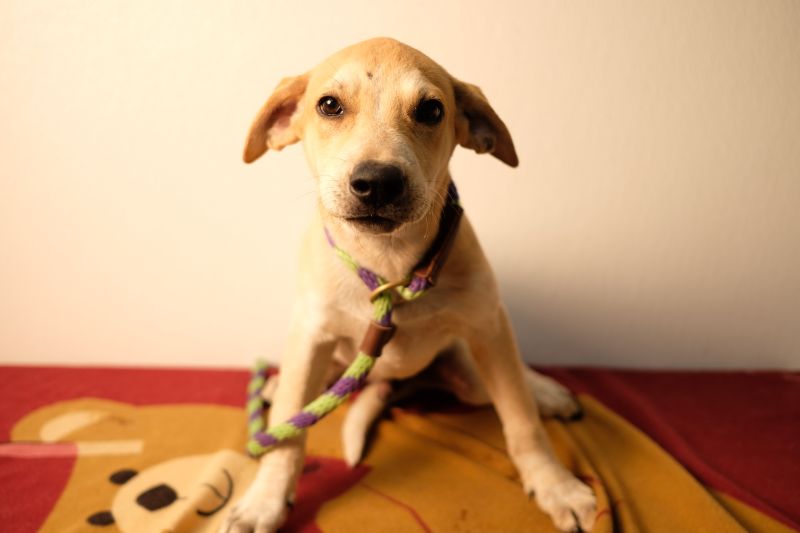 Lorde Astor West on LinkedIn: #puppies Lorde Astor West on LinkedIn: #puppies