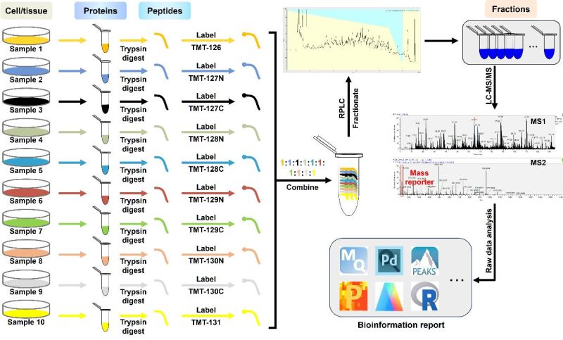 Creative Proteomics on LinkedIn: TMT Based Proteomics Service Creative Proteomics on LinkedIn: TMT Based Proteomics Service