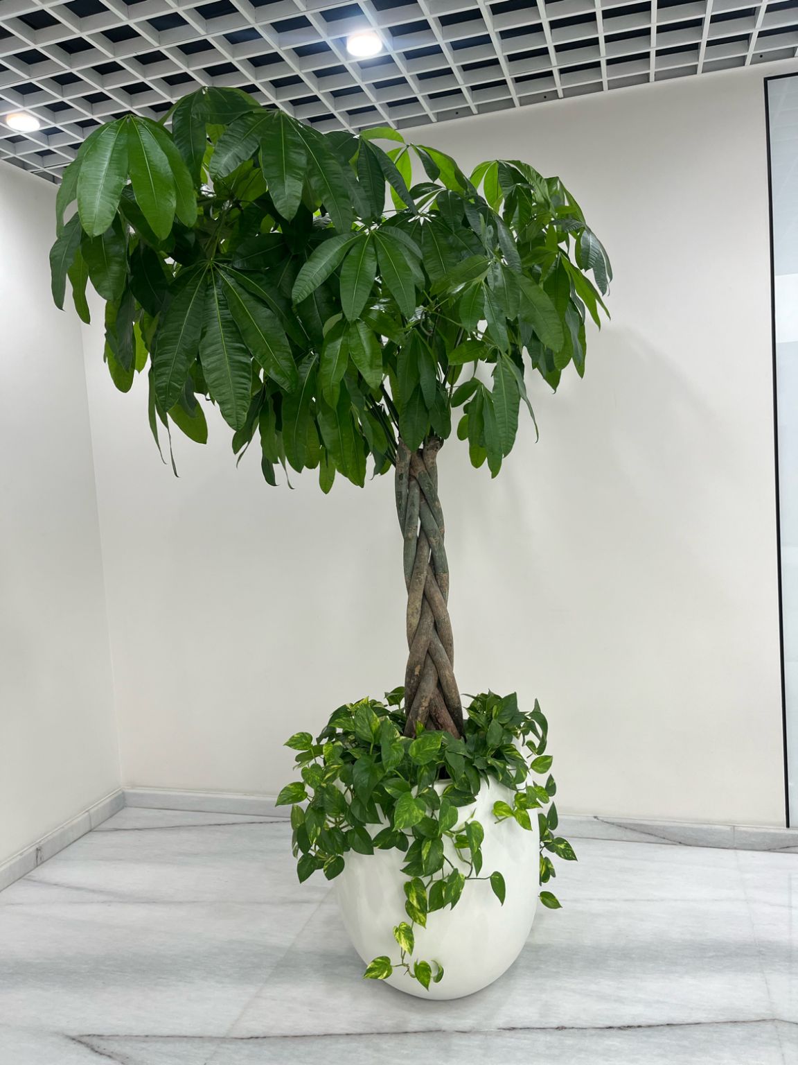 Madhan Kumar R on LinkedIn: Pachira🌲 Madhan Kumar R on LinkedIn: Pachira🌲
