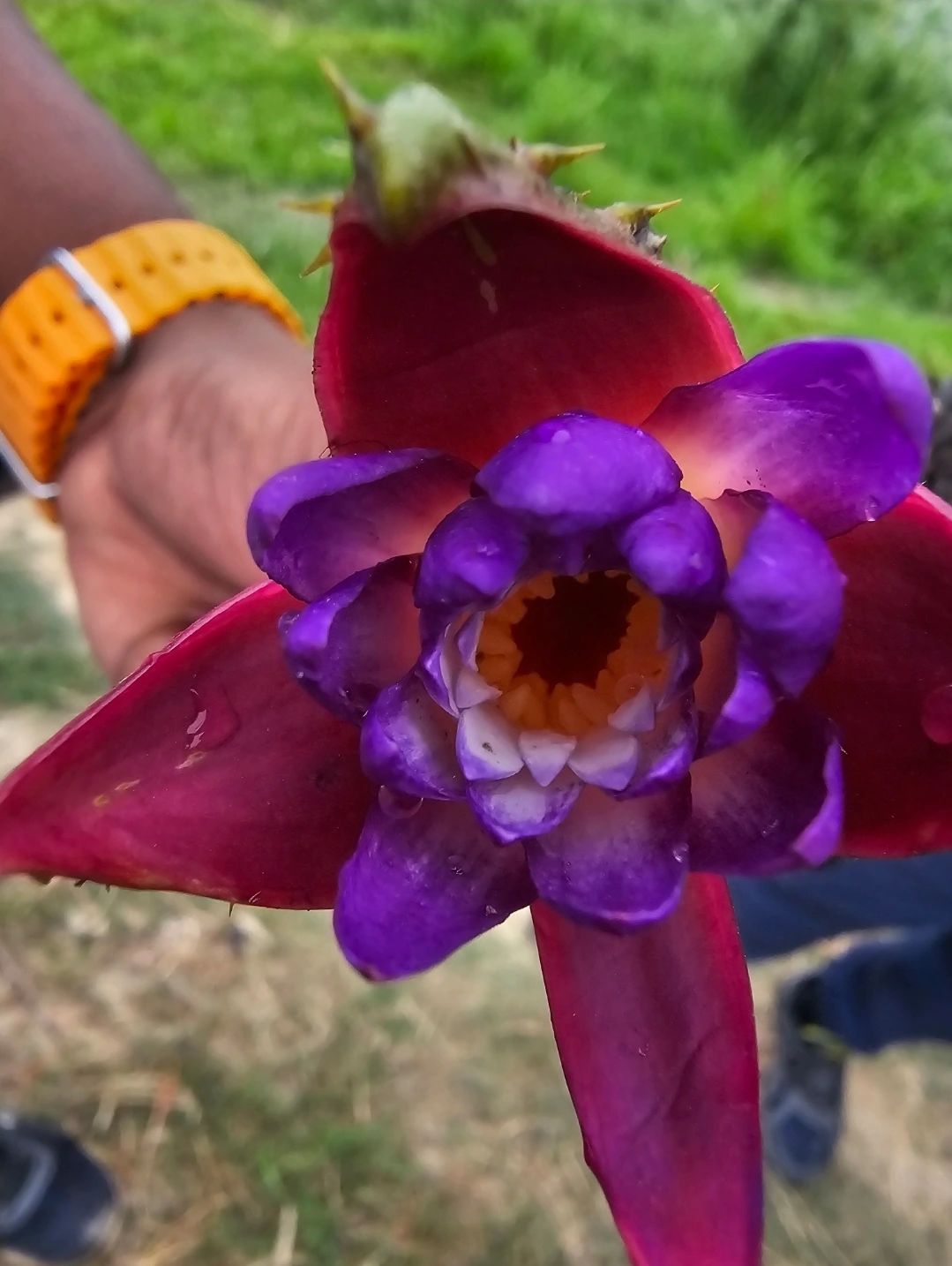 Manish Anand on LinkedIn: #makhana #harvesting #nature #mithila # ... Manish Anand on LinkedIn: #makhana #harvesting #nature #mithila # ...