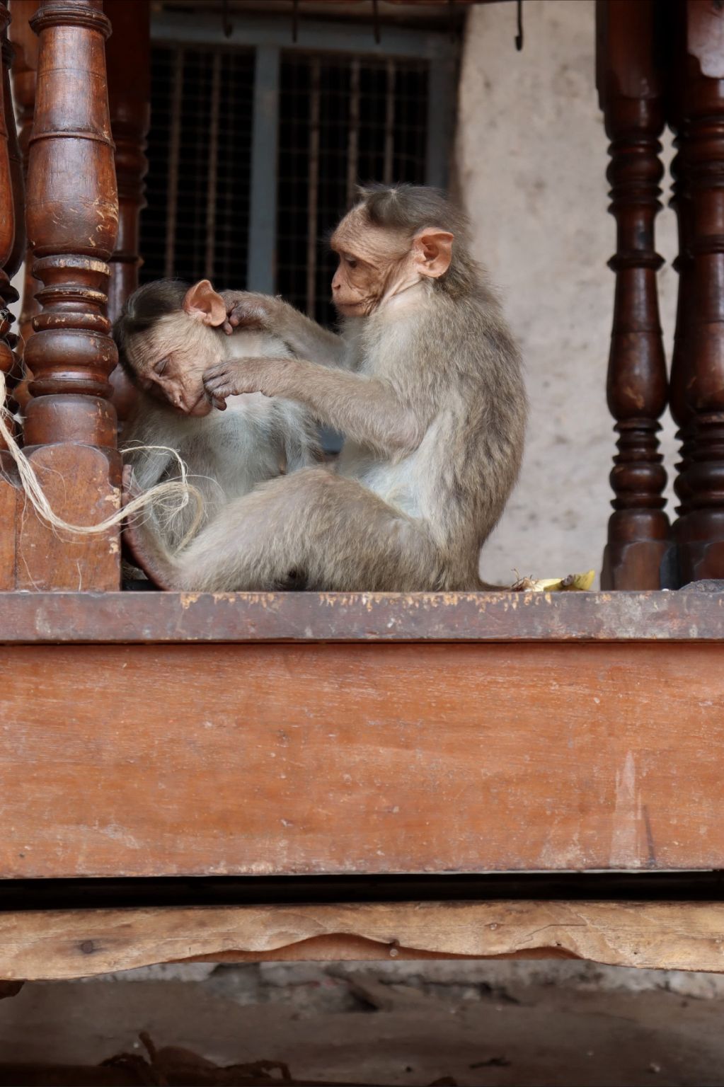 Basava Prabhu on LinkedIn: #monkeys #hampi #photography #animals Basava Prabhu on LinkedIn: #monkeys #hampi #photography #animals