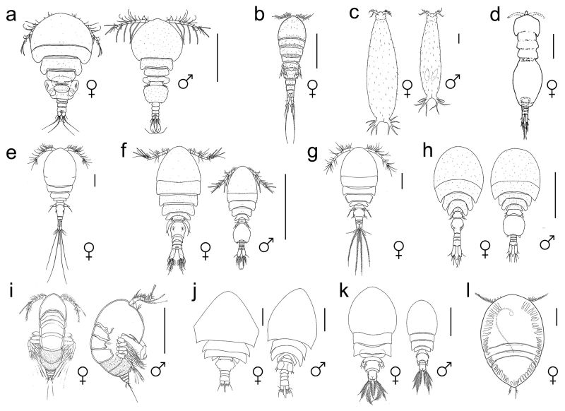 Diversity MDPI on LinkedIn: #diversity #diversity #copepod #crustaceans ... Diversity MDPI on LinkedIn: #diversity #diversity #copepod #crustaceans ...