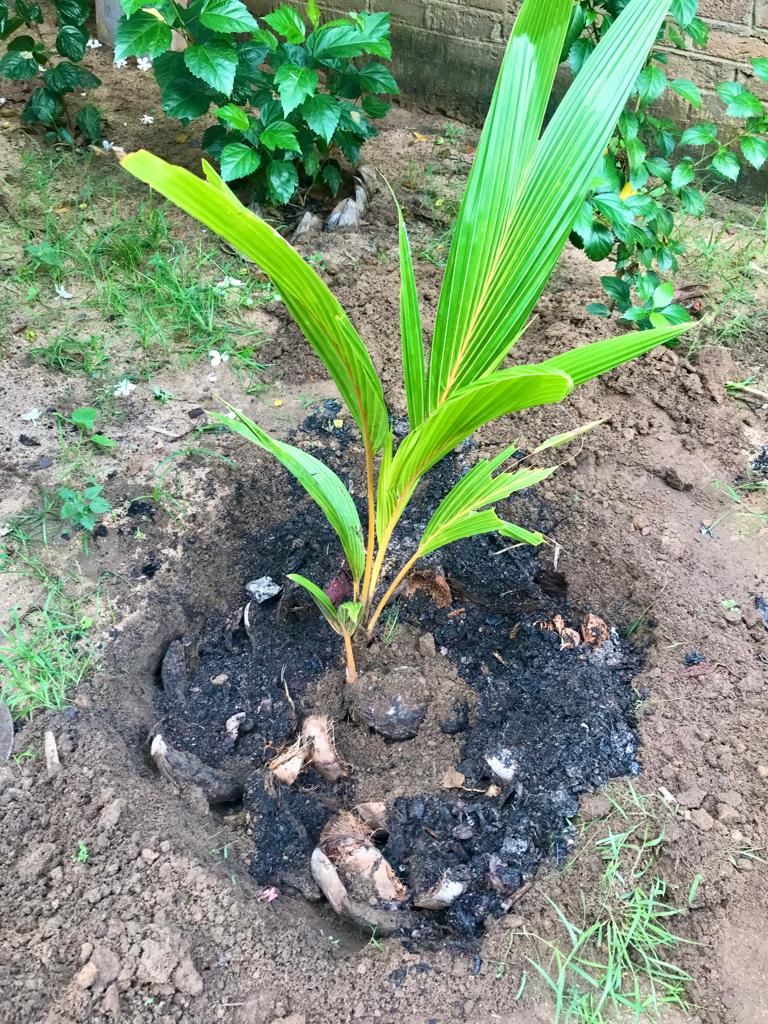 Sathees Sivarasa on LinkedIn: #organicfarming #homegardening Sathees Sivarasa on LinkedIn: #organicfarming #homegardening