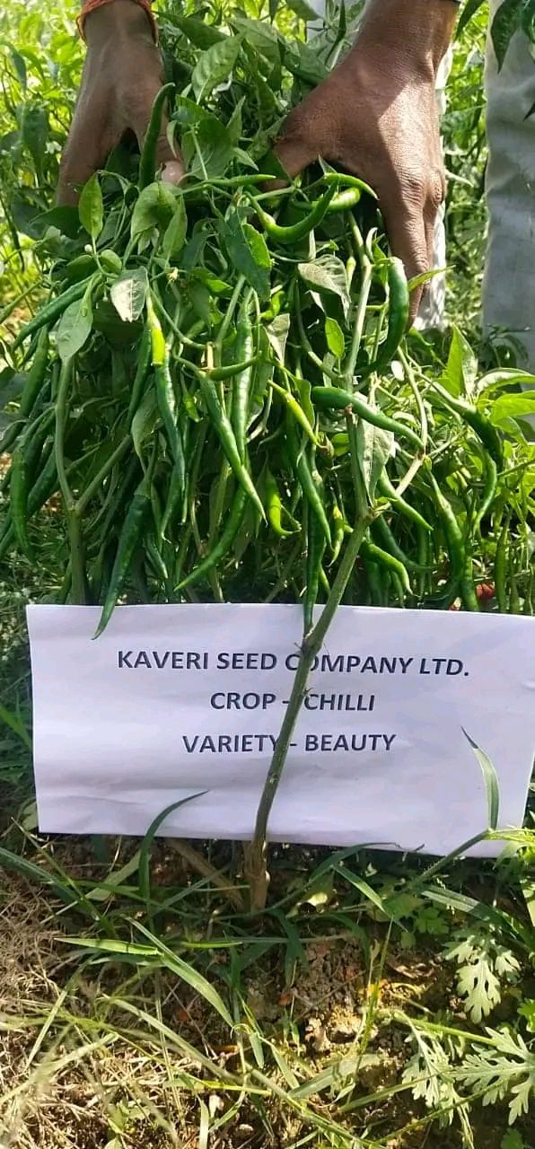Ankit Mishra on LinkedIn: High Quality Product Chilli Beauty Ankit Mishra on LinkedIn: High Quality Product Chilli Beauty