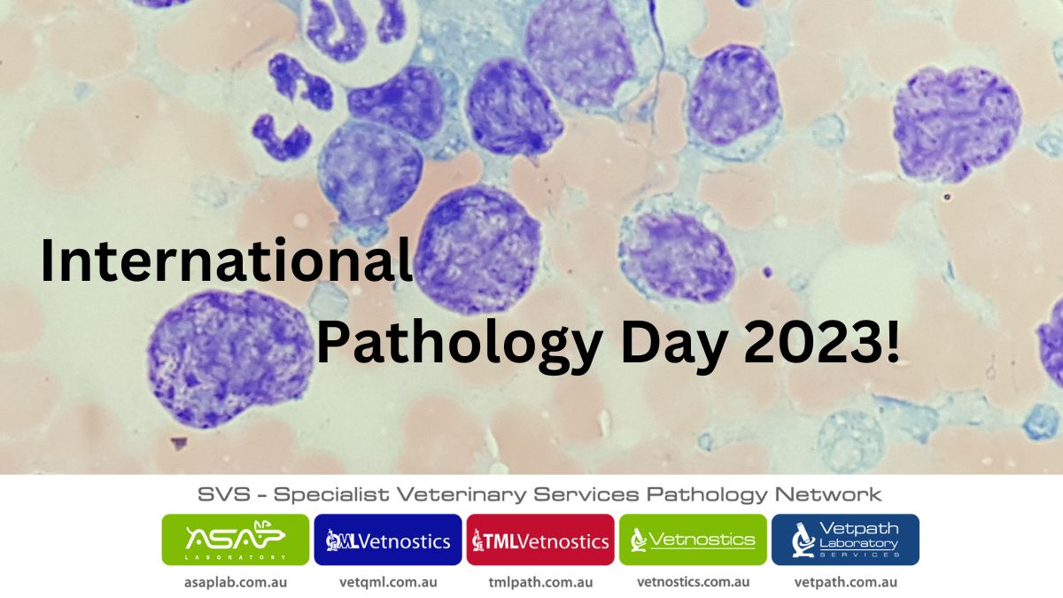 QML Vetnostics on LinkedIn: Today we're celebrating International ... QML Vetnostics on LinkedIn: Today we're celebrating International ...
