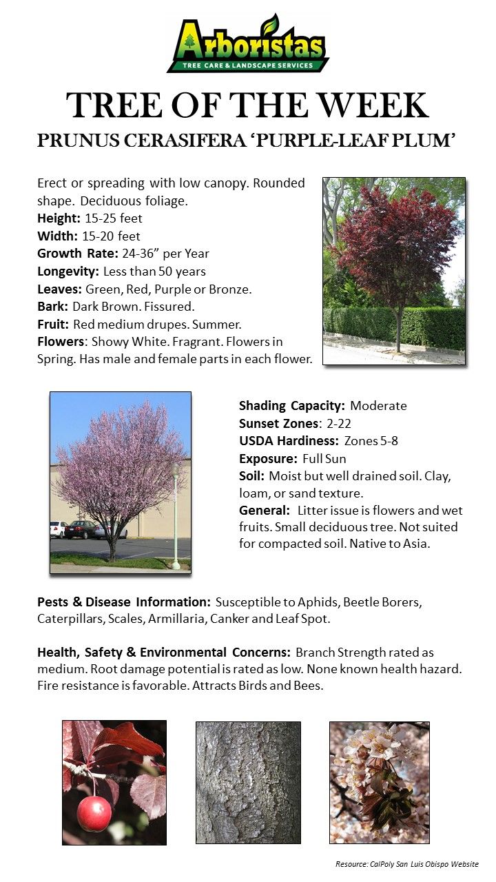 Arboristas Inc. on LinkedIn: #treeoftheweek #totw #trees #treesarecool ... Arboristas Inc. on LinkedIn: #treeoftheweek #totw #trees #treesarecool ...