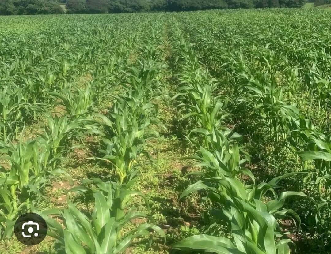 How to manage weeds in agriculture | Muhammad Attiq-ur-Rehman posted on ... How to manage weeds in agriculture | Muhammad Attiq-ur-Rehman posted on ...