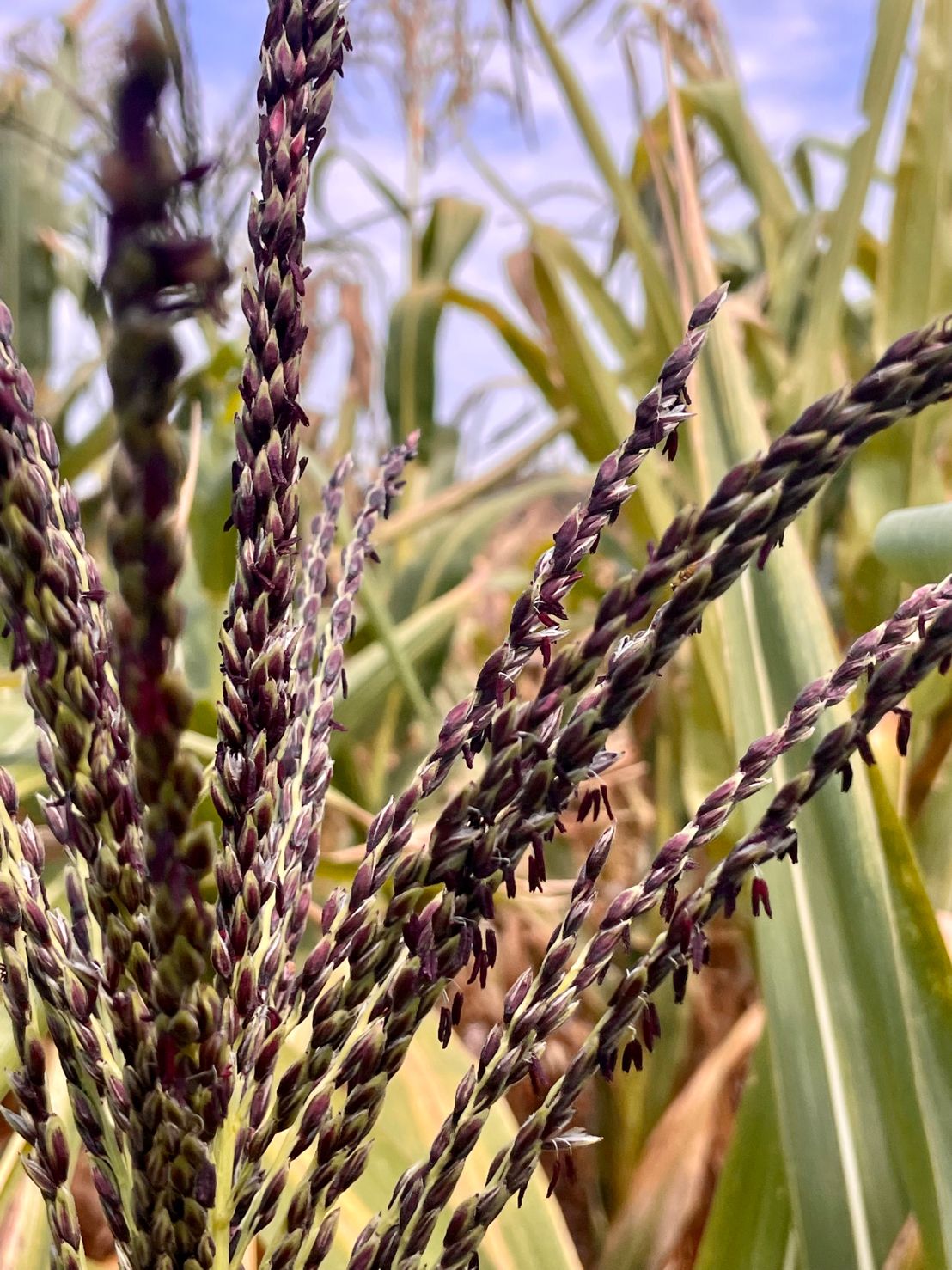 Yohandita Budi Utomo on LinkedIn: Warna, bentuk tassel merupakan salah ... Yohandita Budi Utomo on LinkedIn: Warna, bentuk tassel merupakan salah ...
