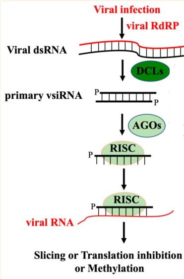 Charith Adkar, Ph.D. on LinkedIn: As a non-coding RNA pathogens, viroid ... Charith Adkar, Ph.D. on LinkedIn: As a non-coding RNA pathogens, viroid ...