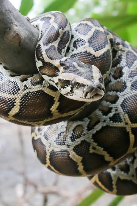 Mallu Programmers on LinkedIn: #python #coding #programming # ... Mallu Programmers on LinkedIn: #python #coding #programming # ...