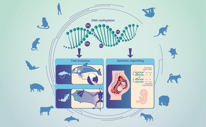 Hongmei XU on LinkedIn: Comparative analysis reveals epigenomic ... Hongmei XU on LinkedIn: Comparative analysis reveals epigenomic ...